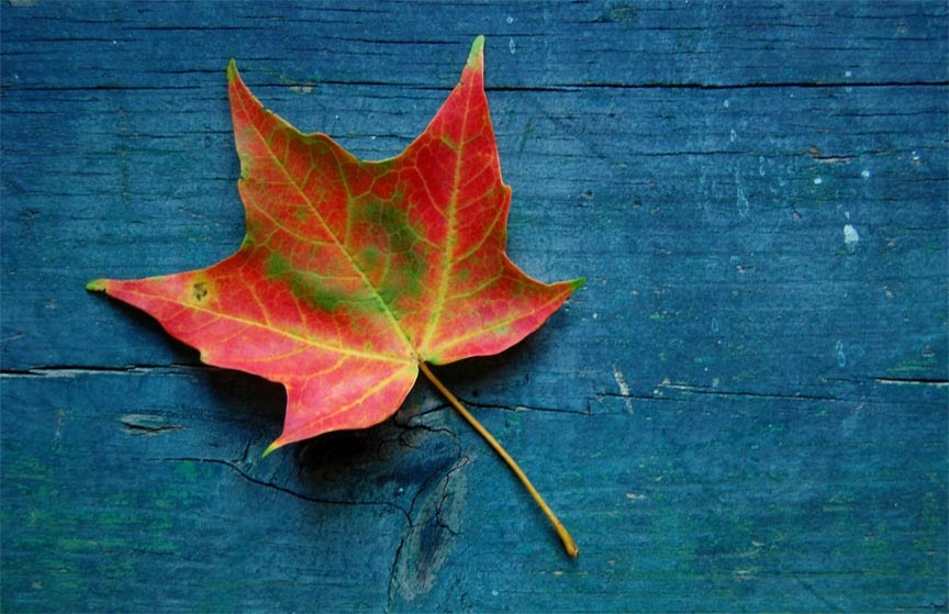 Beautiful maple leaf with fall colors... | Content in a Cottage