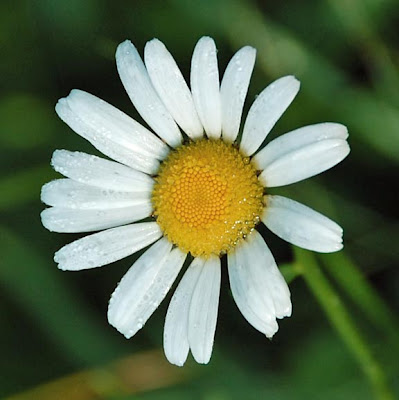 I should name by blog A Daisy A Day. I am not going to stop until I ...