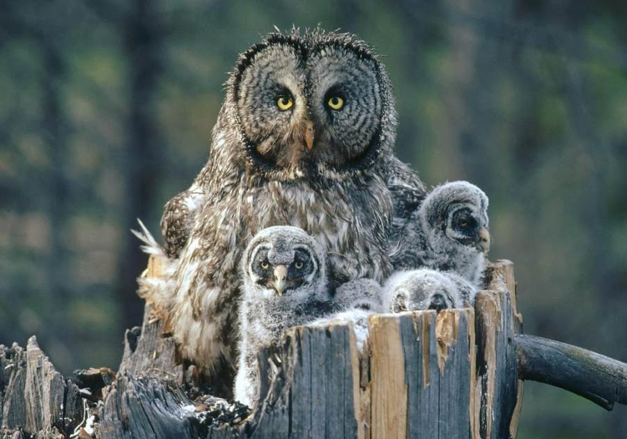 Busy Owl Mother | Content in a Cottage