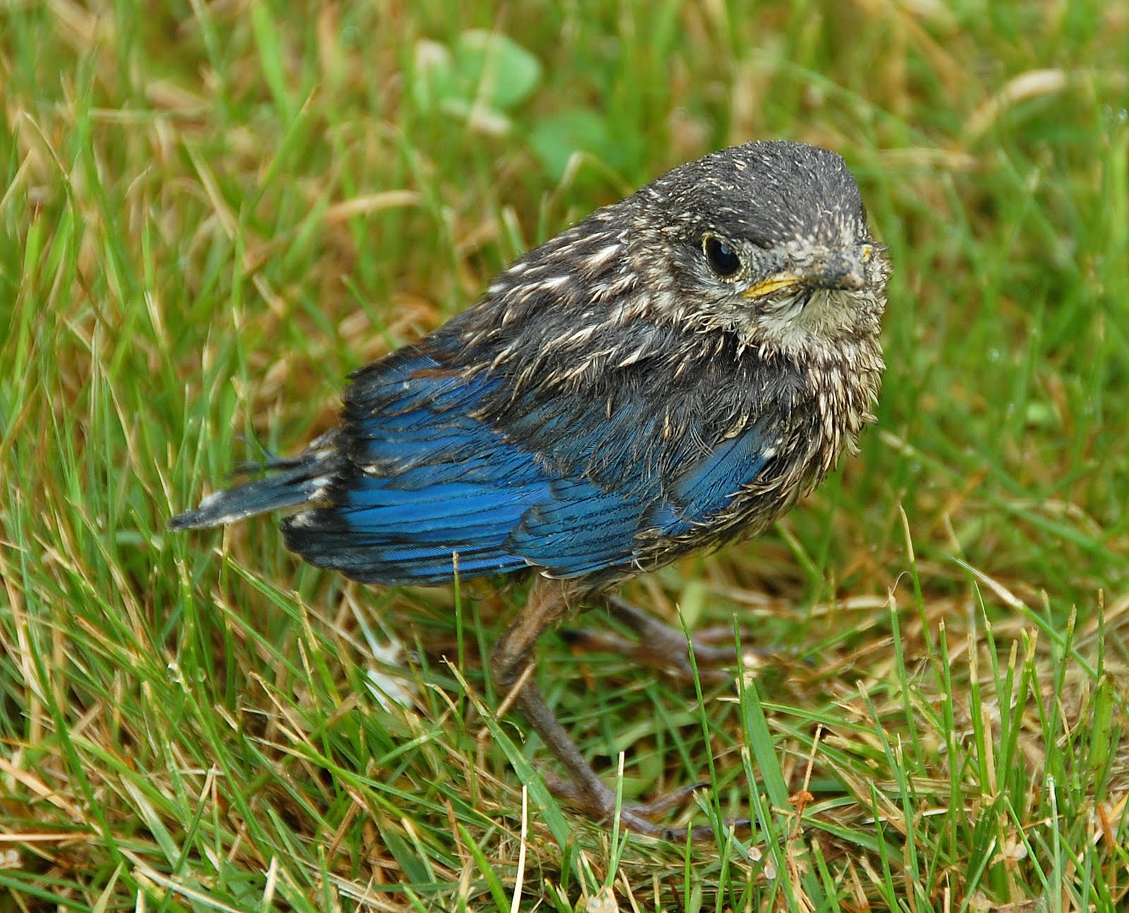 Content in a Cottage: Baby Bluebird Rescue At The Cottage