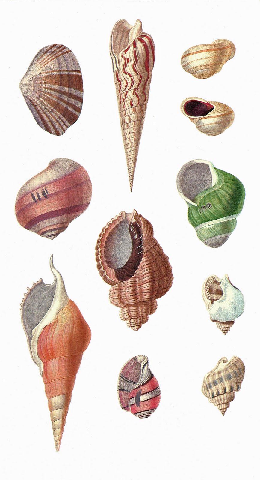 Content in a Cottage: Seashells For You | Free Download