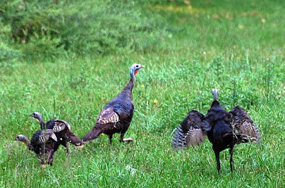 Content in a Cottage: Wild Turkey Spotting At The Cottage
