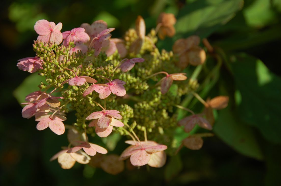 Fall Hydrangeas and a Bluebird