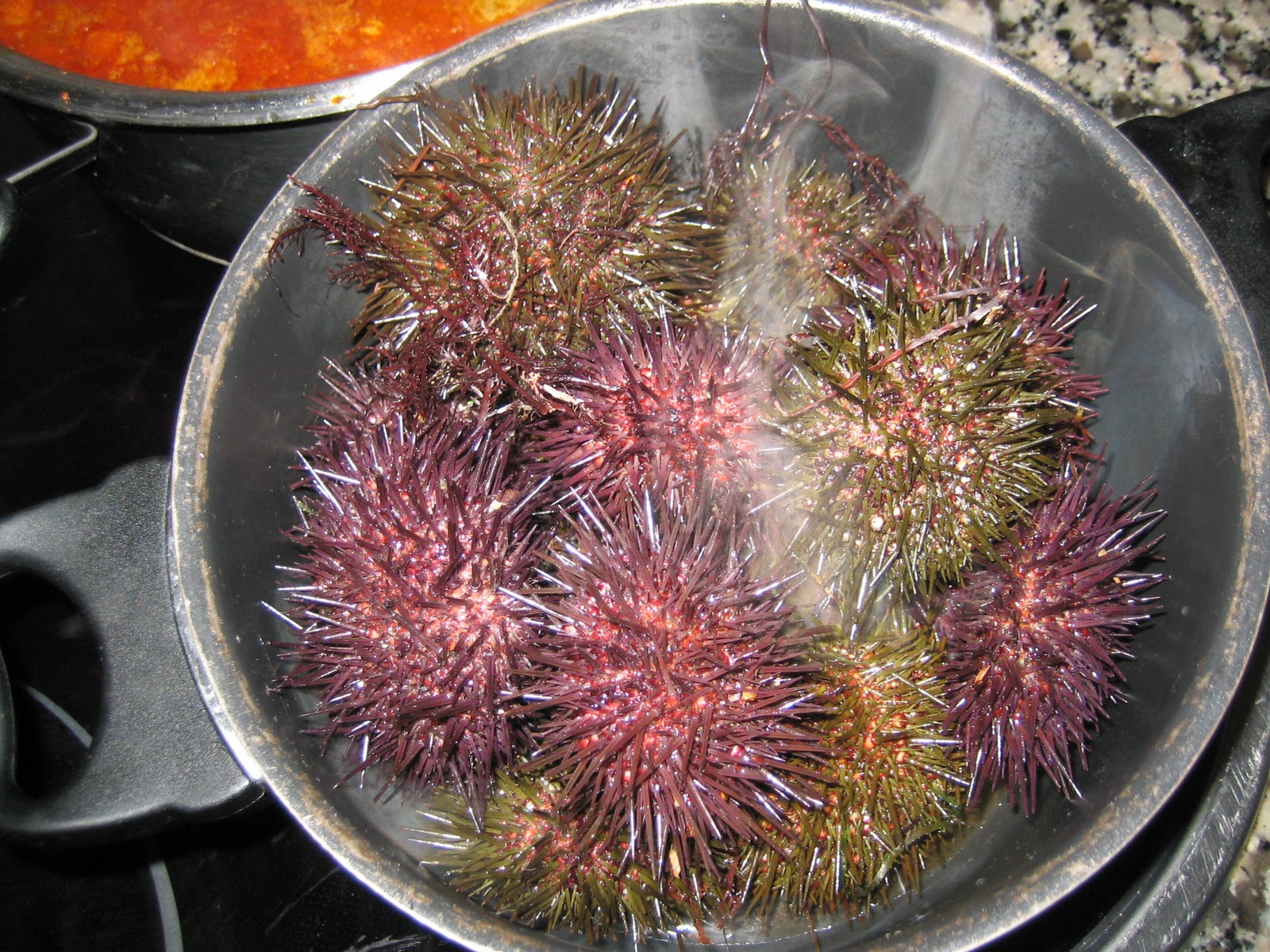 A veces cocino: Oricios cocidos (erizos de mar)