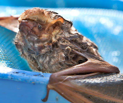Ugly Overload: Wet Bat is Uglier Than Dry Bat