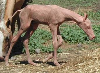 Ugliest Horse Breed
