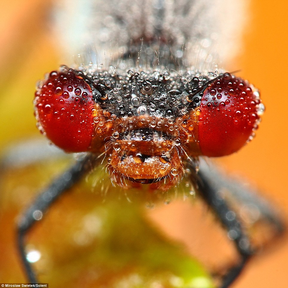 Ugly Overload: Dewy Insects