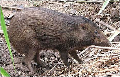 Ugly Overload: Pygmy Hogs