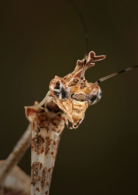 Ugly Overload: Mantis Bonanza