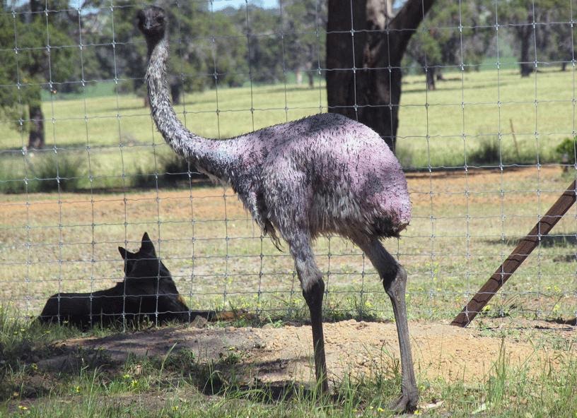 Ugly Overload: Lizzy the Bald Emu