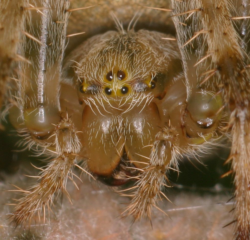 Ugly Overload: Gratuitous Spider Faces