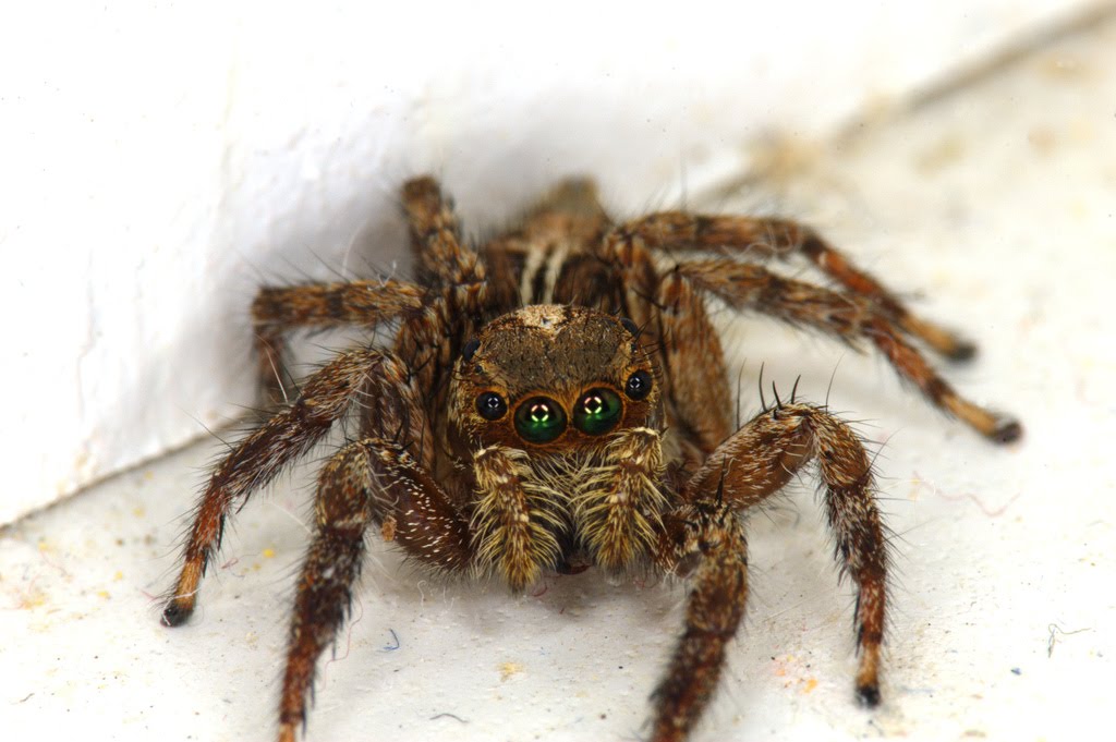 Ugly Overload: Gratuitous Spider Faces