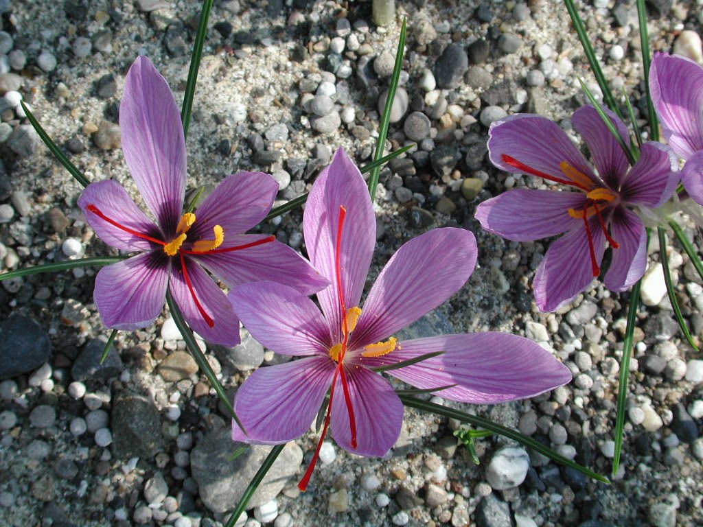 hortus apertus: Crocus sativus