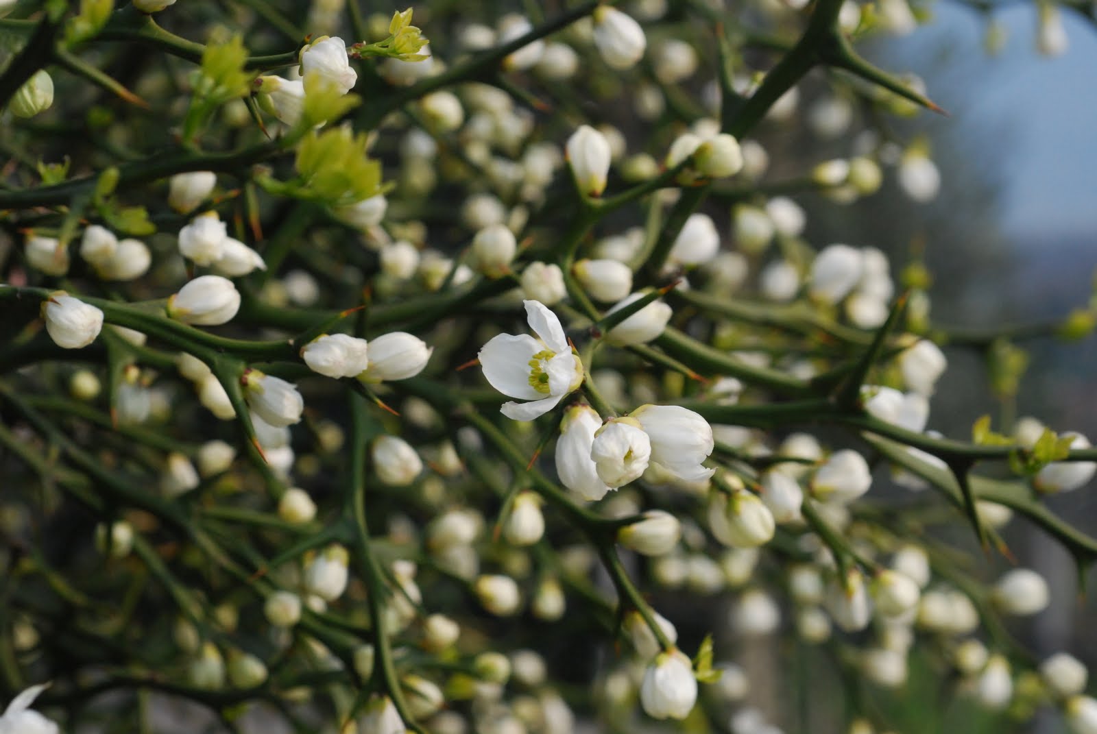 hortus apertus: Poncirus trifoliata