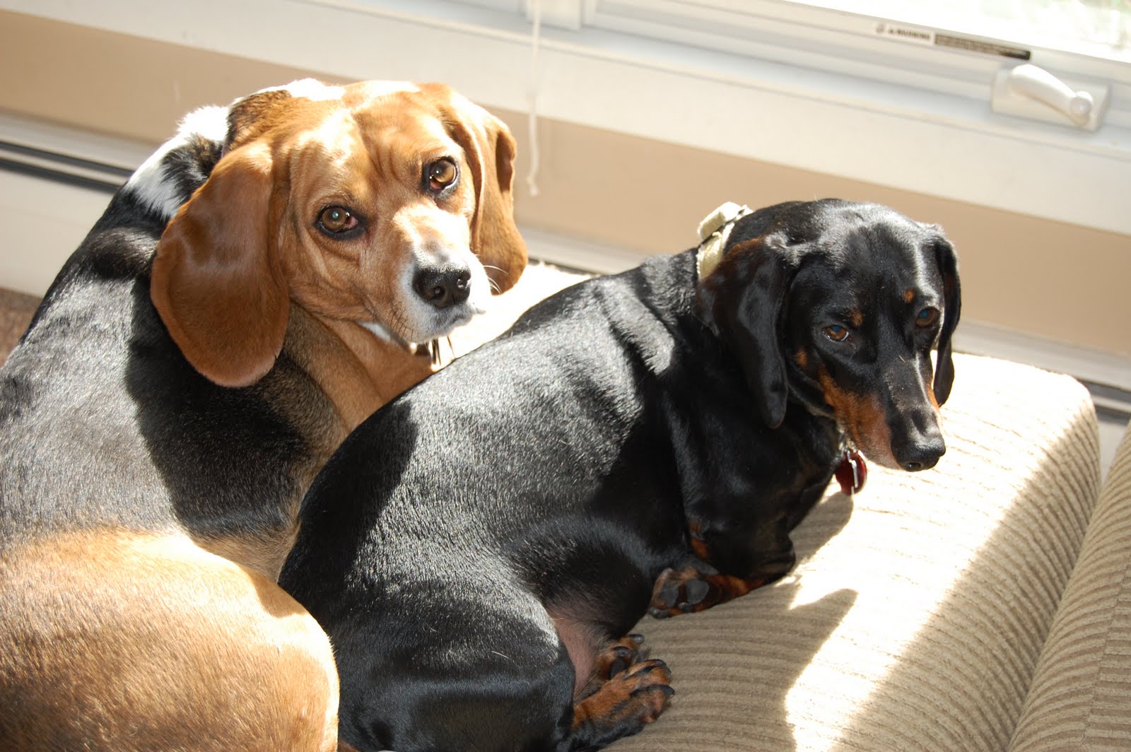 Lily Hunt Oil Paintings - My Stories, My Pics