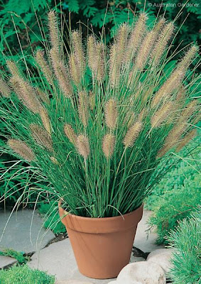 Hortist: Glory of Ornamental grasses