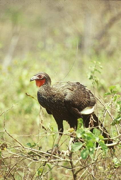 Mi Tambor de Hojalata: LAS PAVAS ALIBLANCAS DE NUEVO EN SUS BOSQUES ...