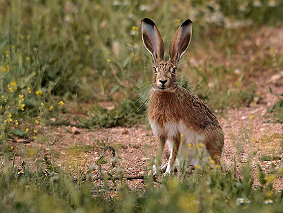 La caza en españa: LIEBRE IBÉRICA (lepus granatensis)