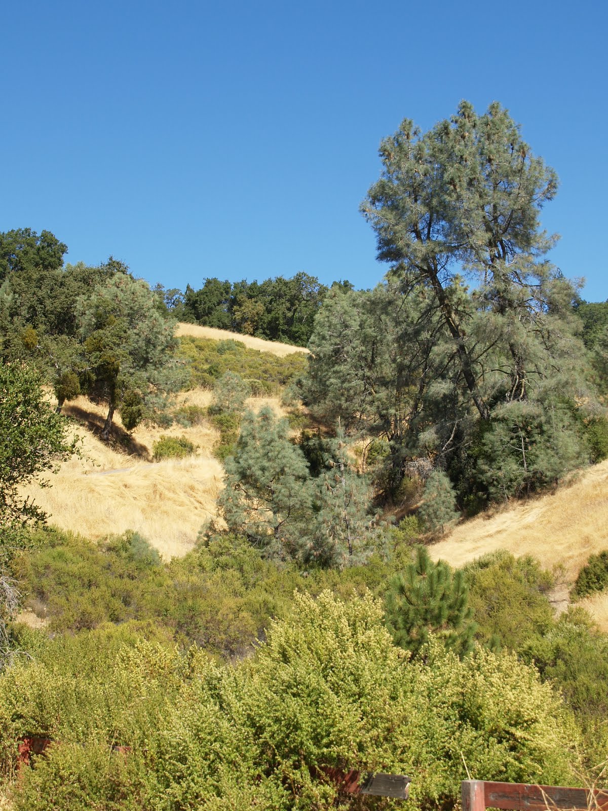 Parkspix: Henry Coe State Park