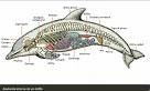 crisgarri: tema:2-trabajo de la evolución del delfín