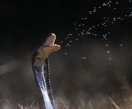 MEDICAL SITE: THE SPITTING COBRA