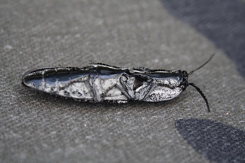 Tispaquin's Revenge: Click Beetles Are Up and Clicking About