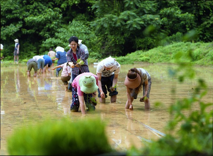 Life in Thia's Worlds: Friends rice farming in Ishiki, Japan!!!
