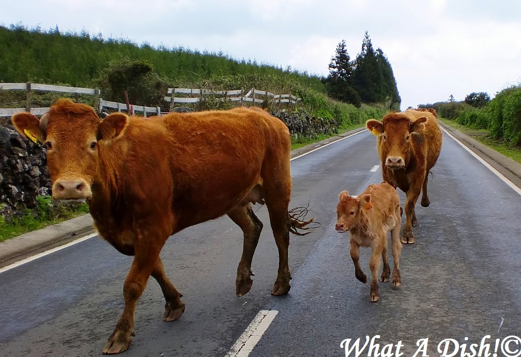 What A Dish!: The Island of Cows!