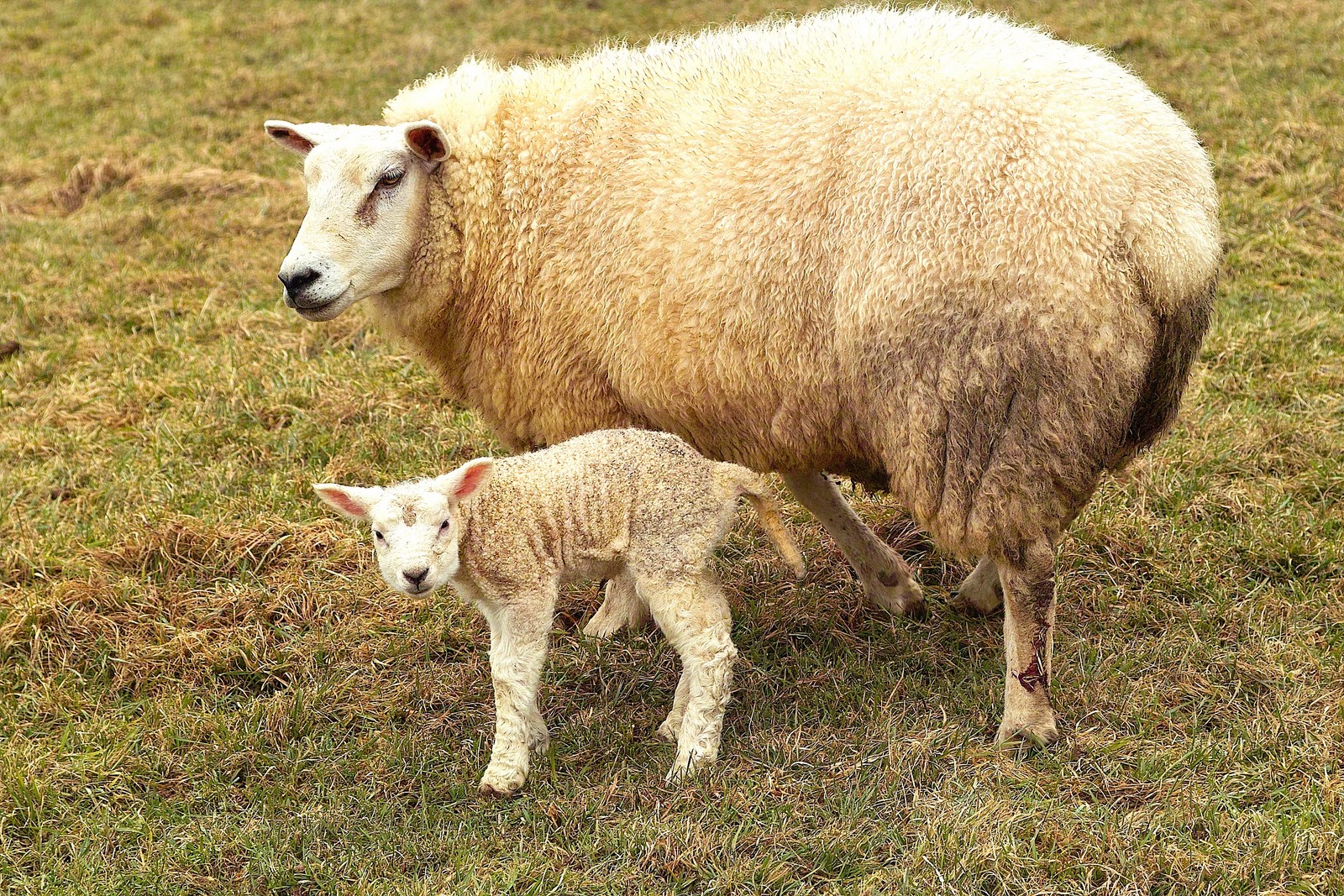 Le Mouton Qui Rit: Lam