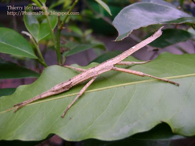 PhasmaPhils: EUBULIDES ALUTACEUS