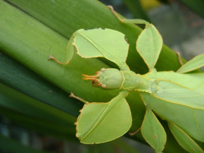 PhasmaPhils: PHYLLIUM ERICORIAI N.SP.