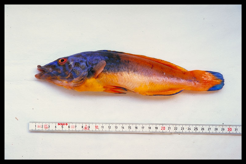 Artes de Pesca: VAMOS A PESCAR GALLANO