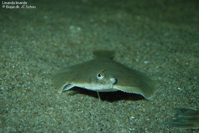 Artes de Pesca: VAMOS A PESCAR LIMANDA O LENGUADINA