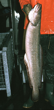 Artes de Pesca: VAMOS A PESCAR MARUCA