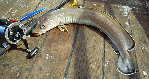 Artes de Pesca: VAMOS A PESCAR MARUCA