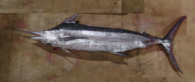 Artes de Pesca: VAMOS A PESCAR MARLIN AZUL DEL INDO-PACÍFICO