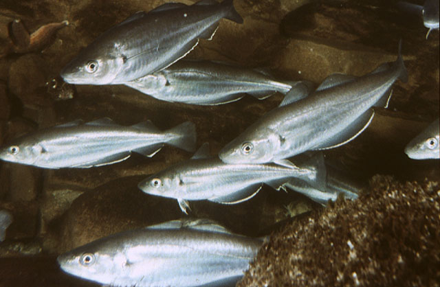 Artes de Pesca: VAMOS A PESCAR MERLAN