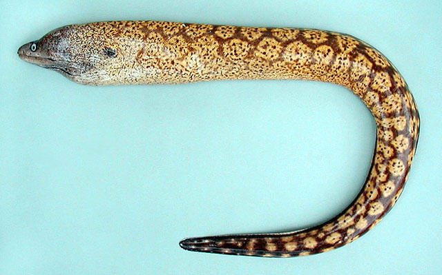 Artes de Pesca: VAMOS A PESCAR MORENA