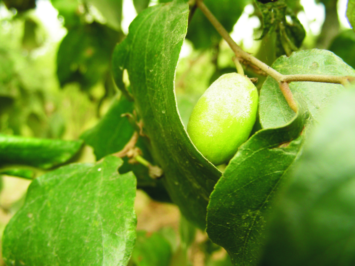 thinkunthink: Birds, trees and butterflies at the Yamuna Biodiversity ...