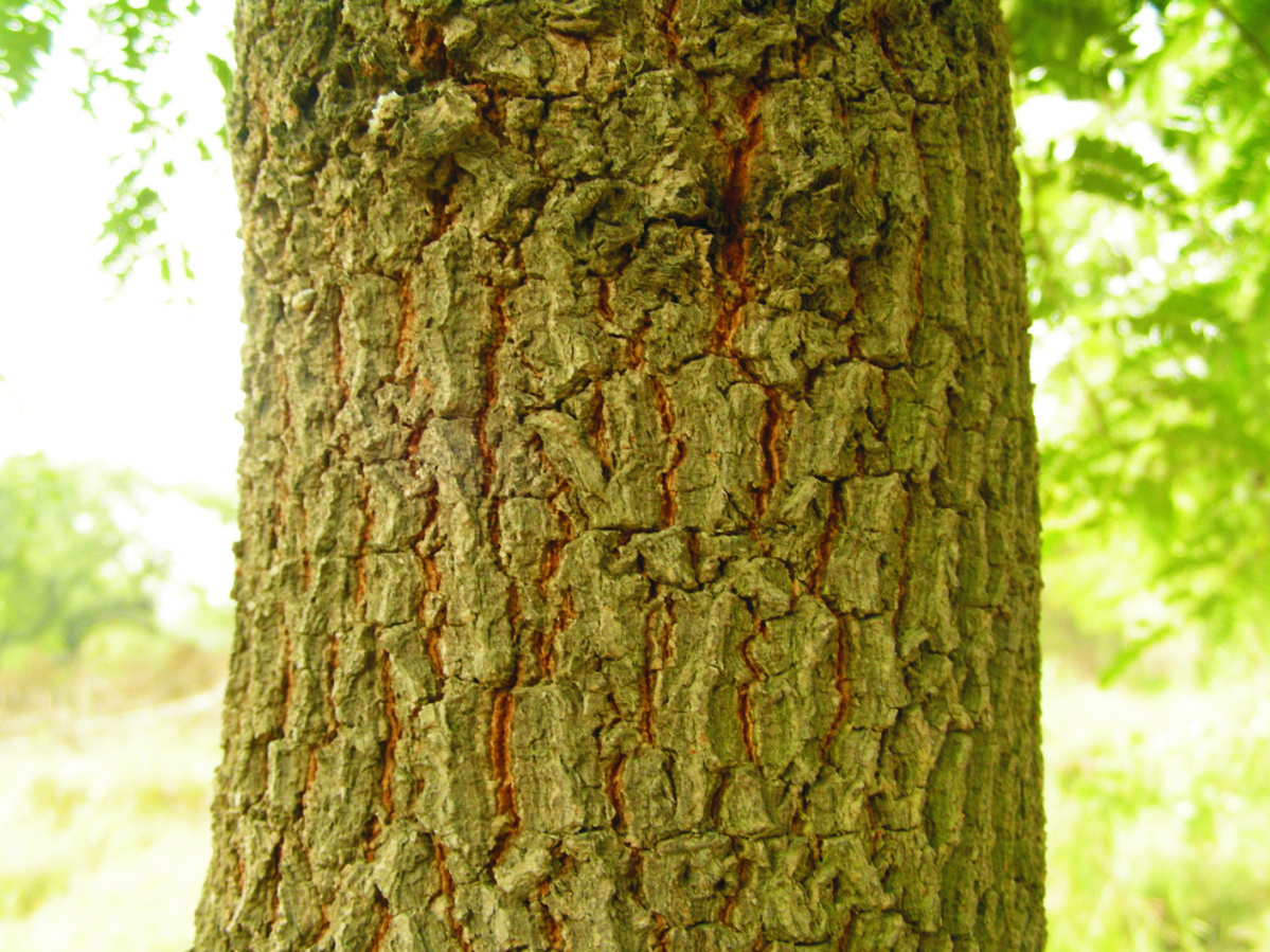 thinkunthink: Birds, trees and butterflies at the Yamuna Biodiversity ...