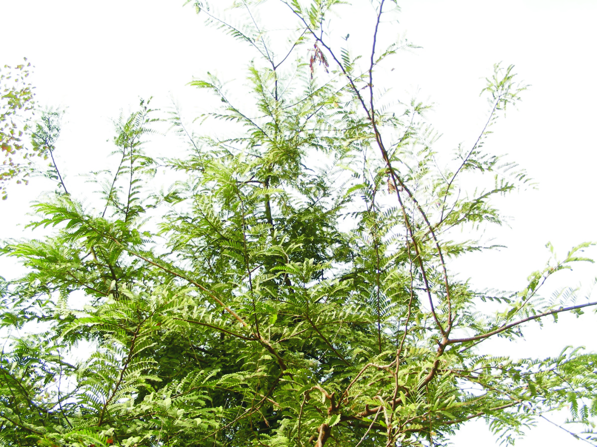 thinkunthink: Birds, trees and butterflies at the Yamuna Biodiversity ...