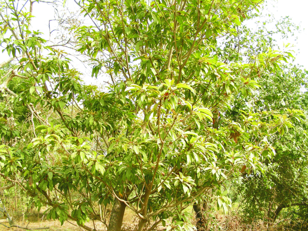 thinkunthink: Birds, trees and butterflies at the Yamuna Biodiversity ...