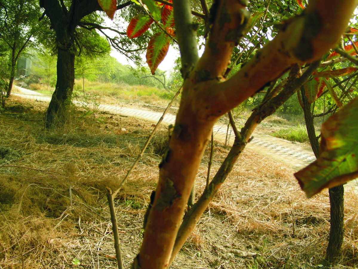 thinkunthink: Birds, trees and butterflies at the Yamuna Biodiversity ...