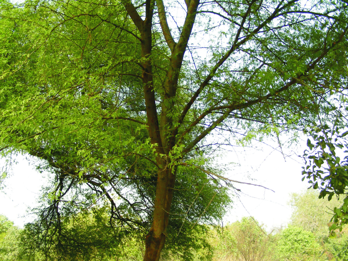 thinkunthink: Birds, trees and butterflies at the Yamuna Biodiversity ...