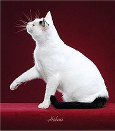 Cat Chit Chat: Cat coats: solid-and-white - bicolor cats