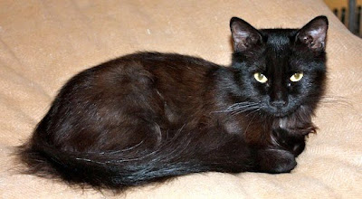 Luna, My York Chocolate? – Michael Broad