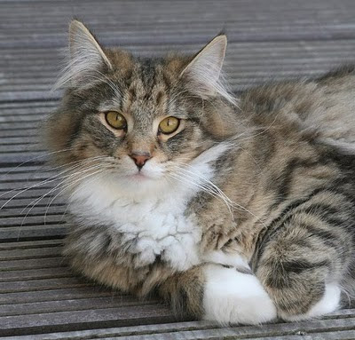 Brown Norwegian Forest Cat