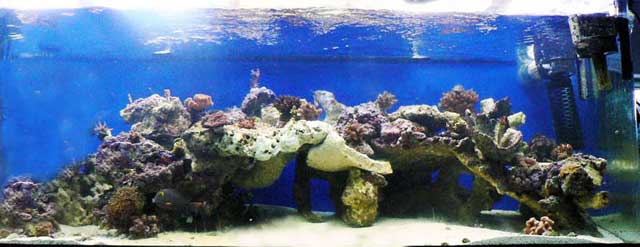 Reef Layouts and Aquascaping