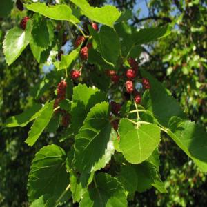 Plantas que curan del PERU : Morera