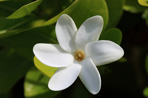 Vaea: Monoï de Tahiti